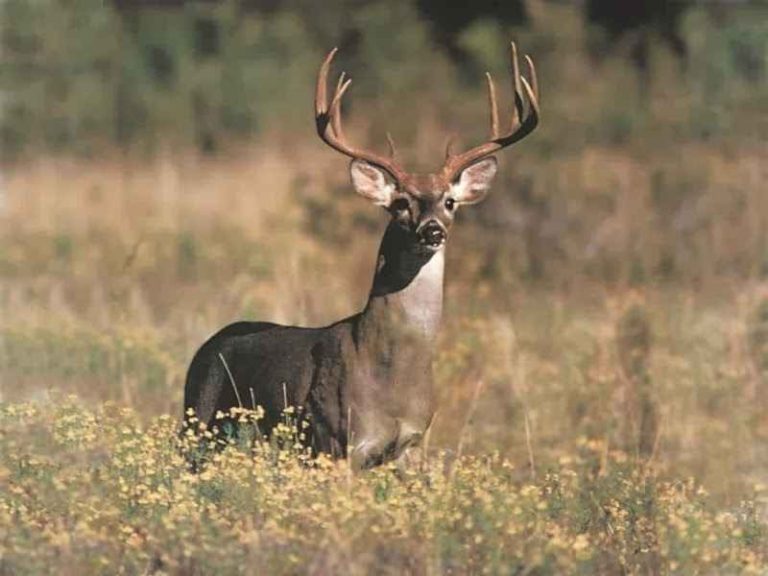 patoka lake hunting - Patoka Lake State Park